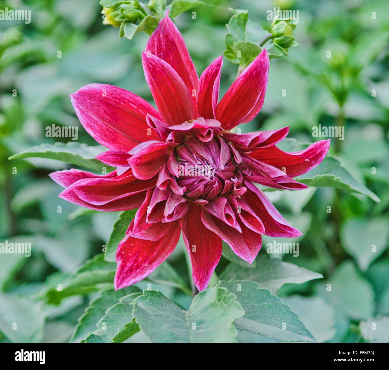 Beautiful Red Dahlia Flower Stock Photo - Alamy