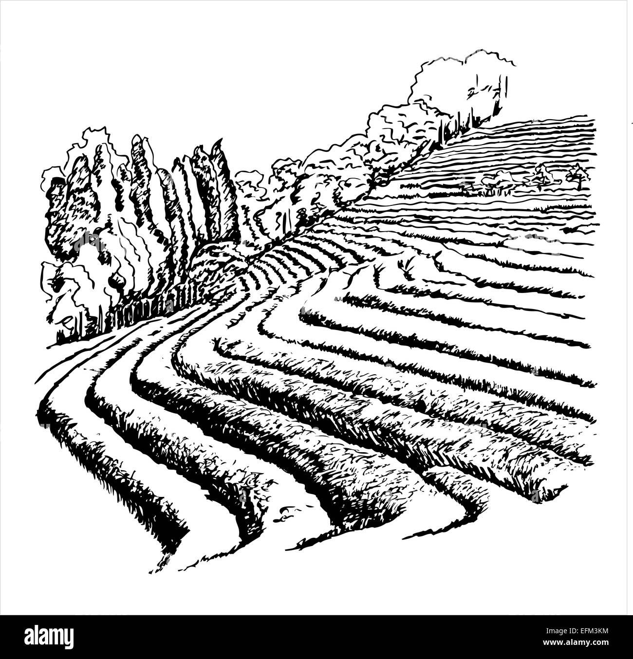 Tea Plantations - vector illustration Stock Photo - Alamy