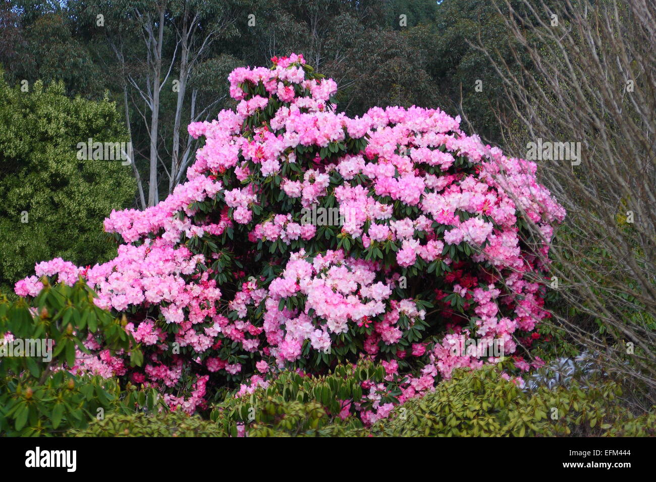 Pink rhododendron Flowers in full bloom Stock Photo - Alamy