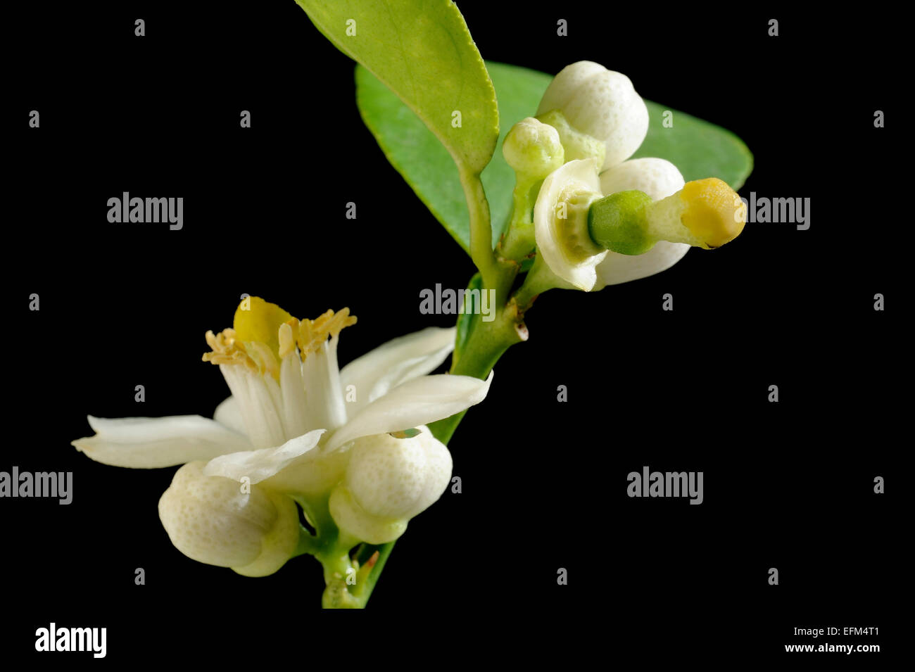 Lime fruit blossom hi-res stock photography and images - Alamy