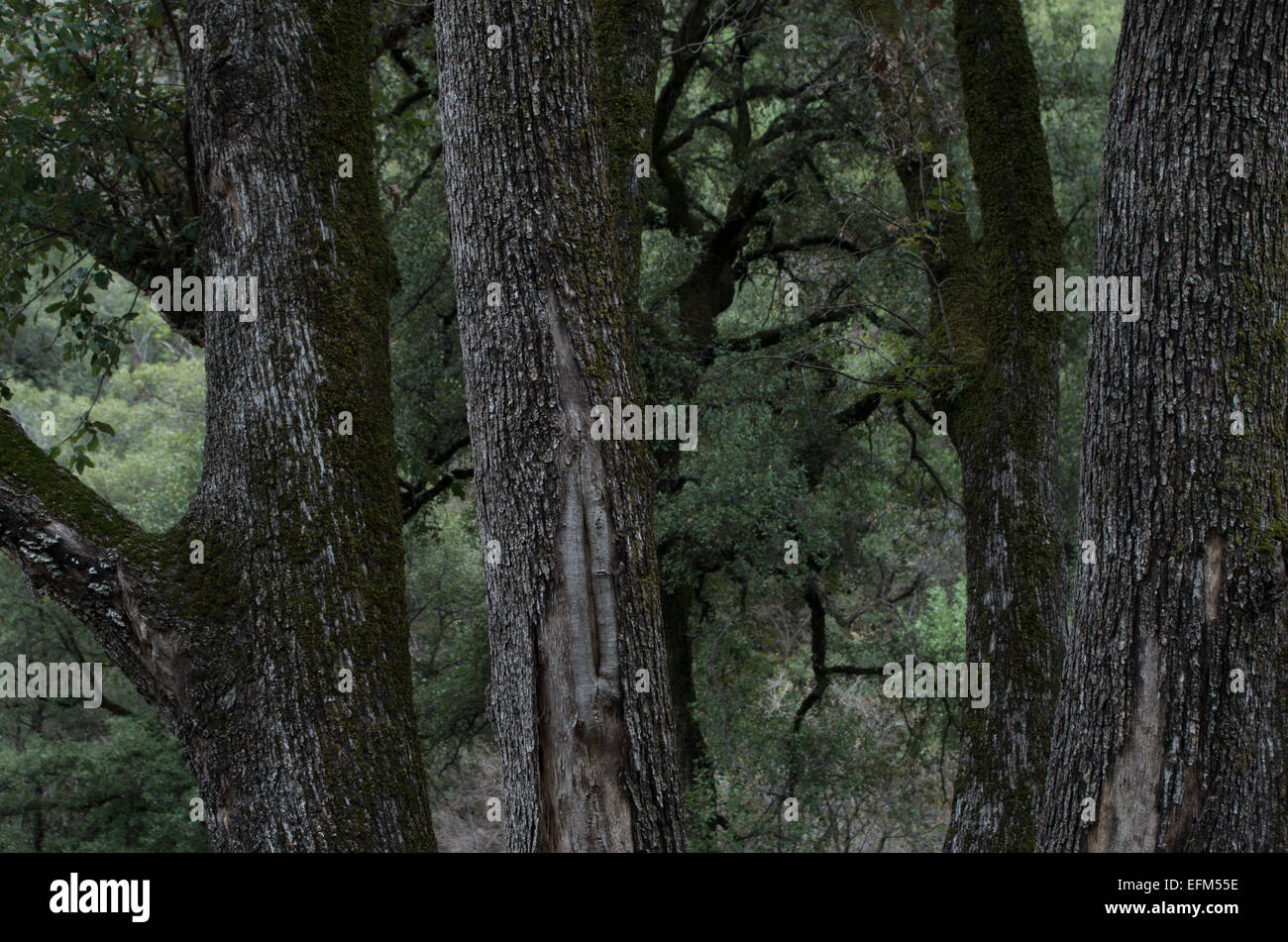 Gray trees hi-res stock photography and images - Alamy