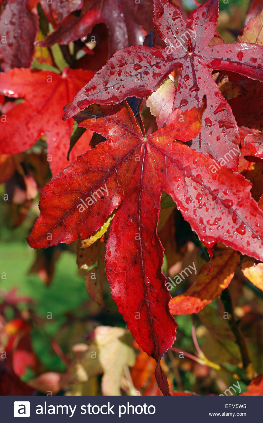 Liquidambar Styraciflua Lane Roberts Stock Photos & Liquidambar Styraciflua Lane Roberts Stock ...