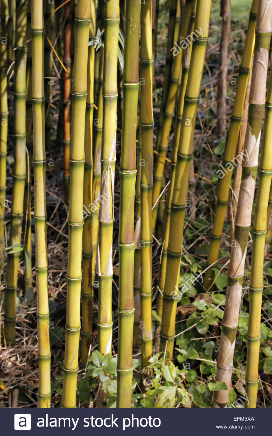 Tenuis Stock Photos & Tenuis Stock Images - Alamy