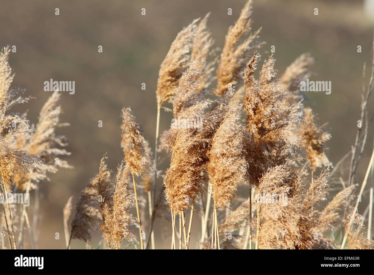 Reeds phragmites communis hi-res stock photography and images - Alamy