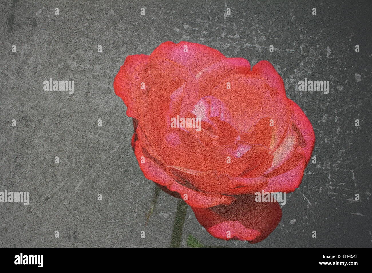 Focus red rose hi-res stock photography and images - Alamy