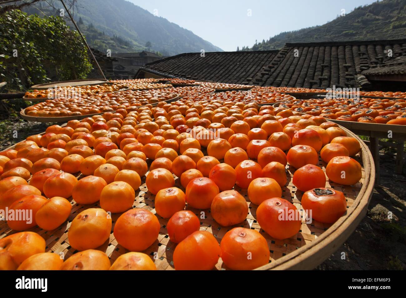 drying persimmons, Fujian, China Stock Photo - Alamy