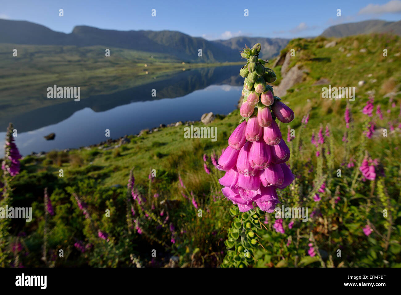 Kerry flowers hi-res stock photography and images - Alamy