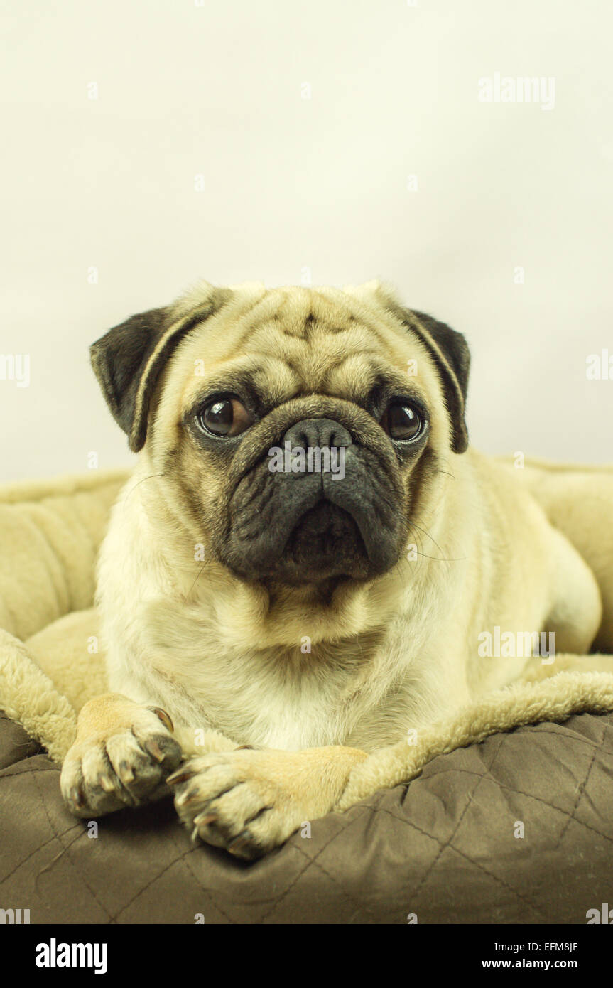 Pug dog laying down hi-res stock photography and images - Alamy