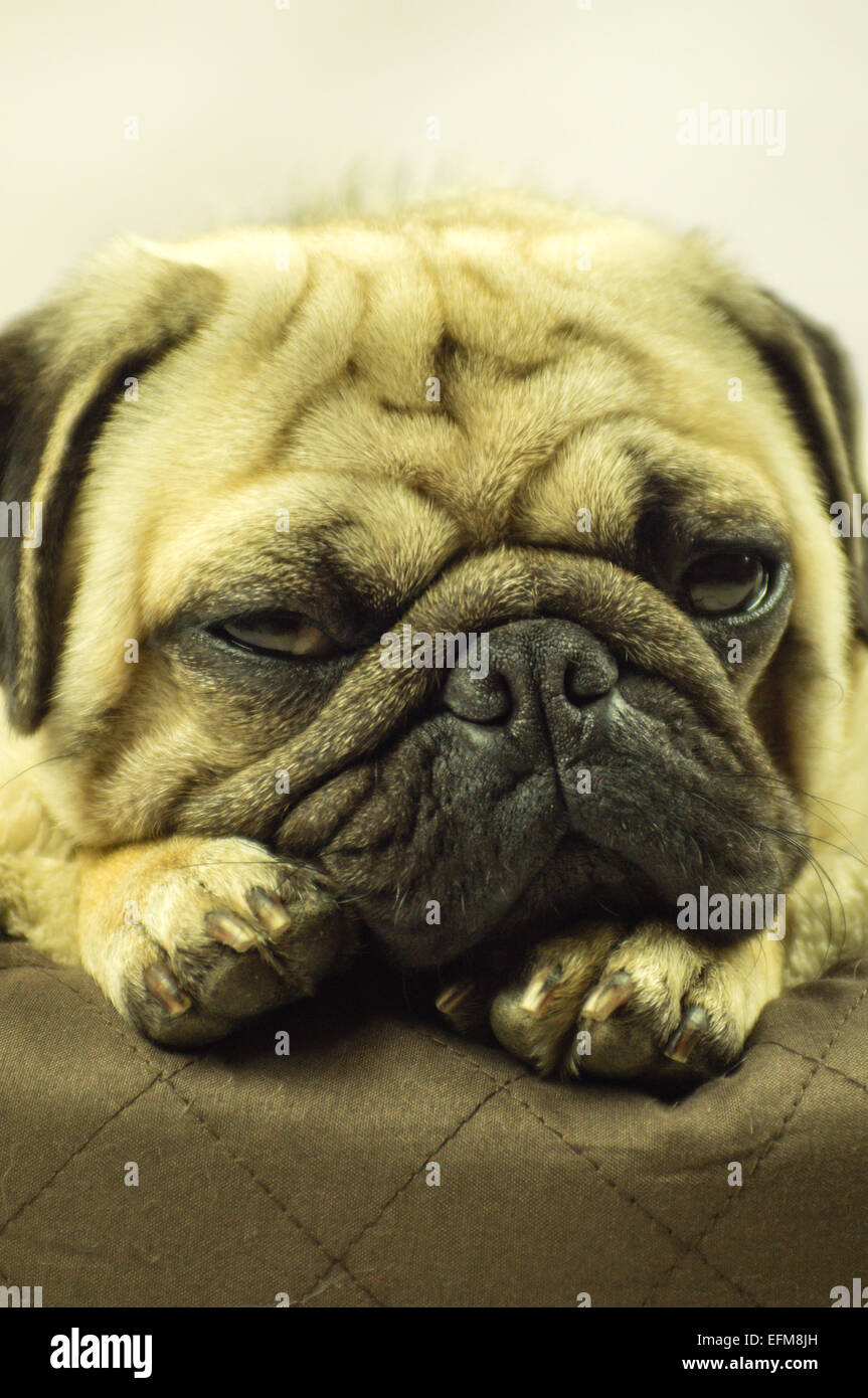 Adorable snoozing dog hi-res stock photography and images - Alamy