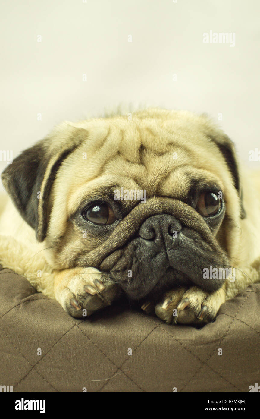 A Pug dog snoozing on a dog bed Stock Photo - Alamy