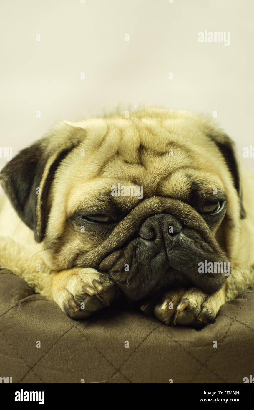A Pug dog snoozing on a dog bed Stock Photo - Alamy