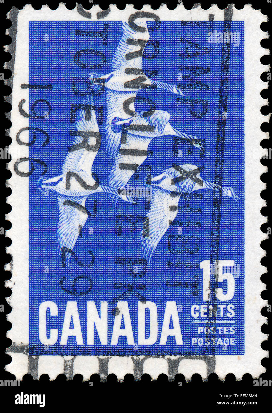 CANADA - CIRCA 1963: A stamp printed in Canada, shows Canada Geese ...