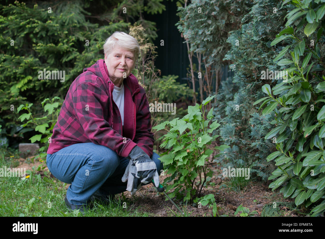 Woman using garden rake hi-res stock photography and images - Alamy