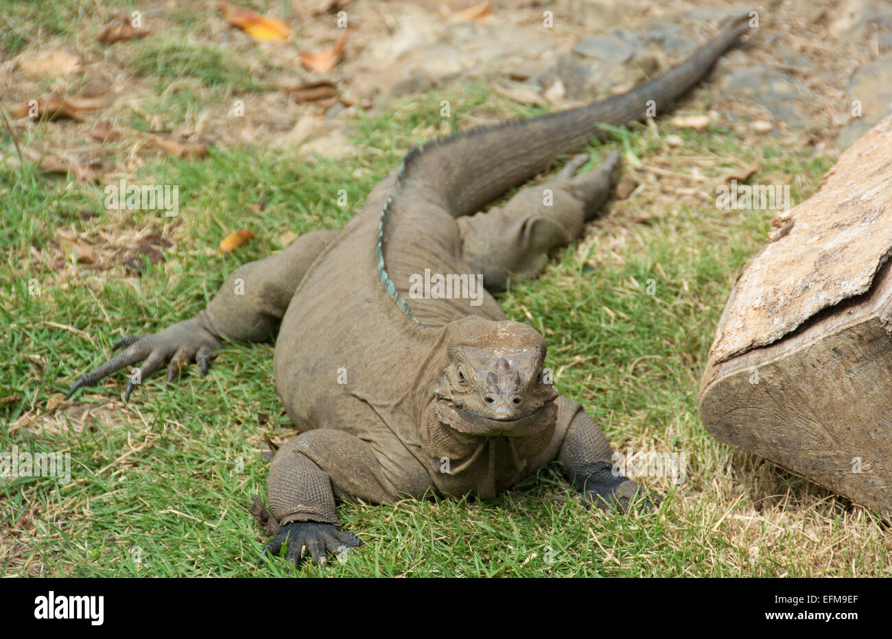 DOMINICAN REPUBLIC. A rhinoceros iguana (Cyclura cornuta Stock Photo ...
