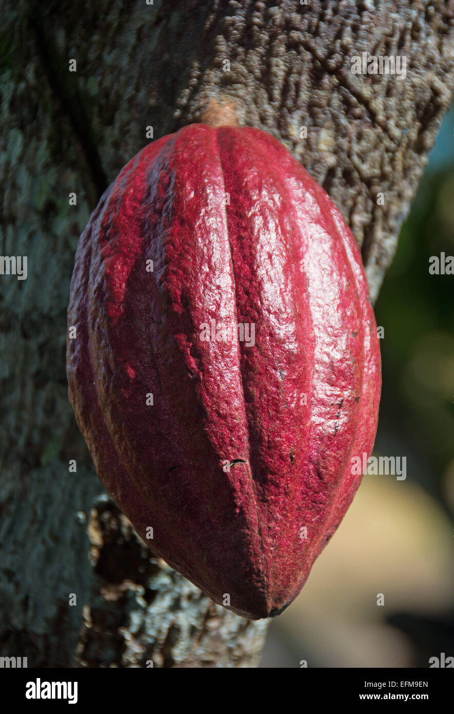 DOMINICAN REPUBLIC. A single cocoa pod growing on the trunk of a cocoa ...