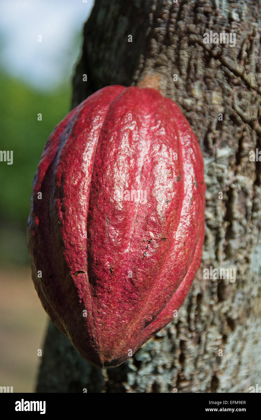 DOMINICAN REPUBLIC. A single cocoa pod growing on the trunk of a cocoa ...