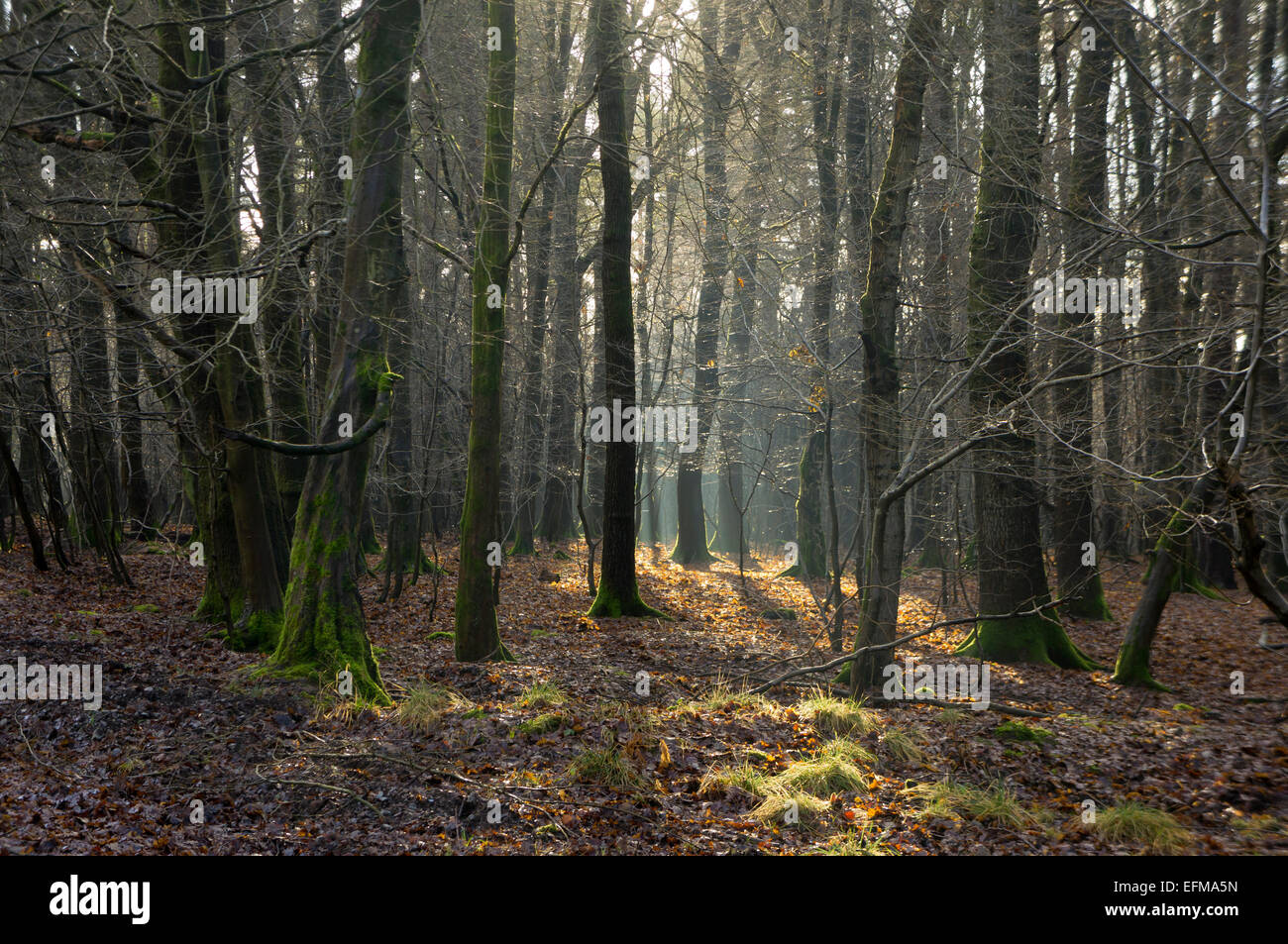 Forest of Dean Stock Photo - Alamy