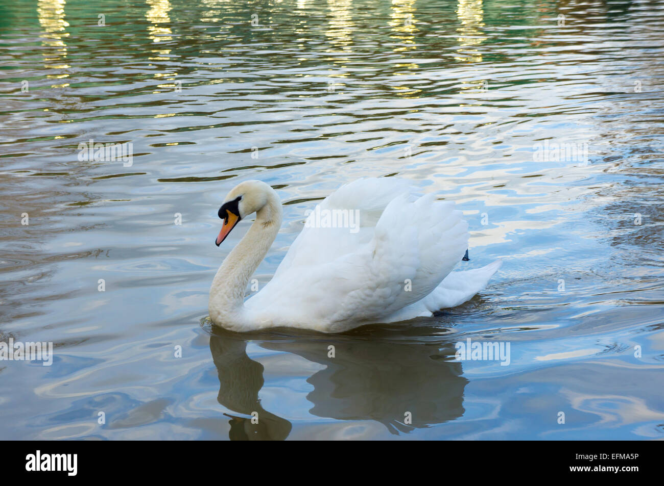 Swan queen hi-res stock photography and images - Alamy