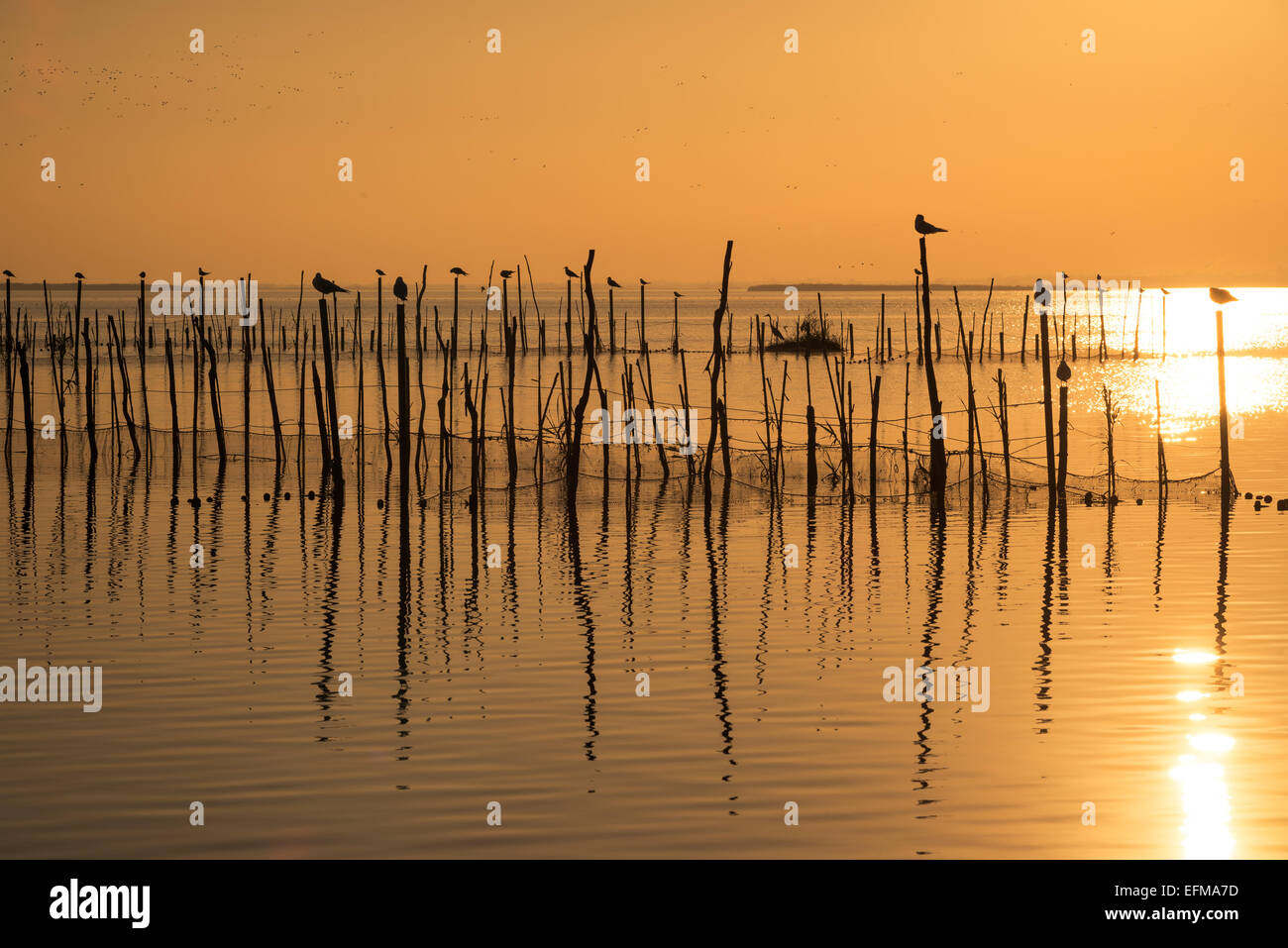 Sunset on the calm waters of Albufera lagoon, Valencia, Spain Stock ...