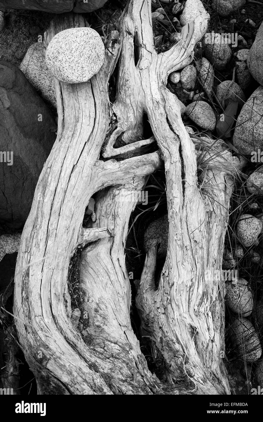 stone on a trees Stock Photo - Alamy