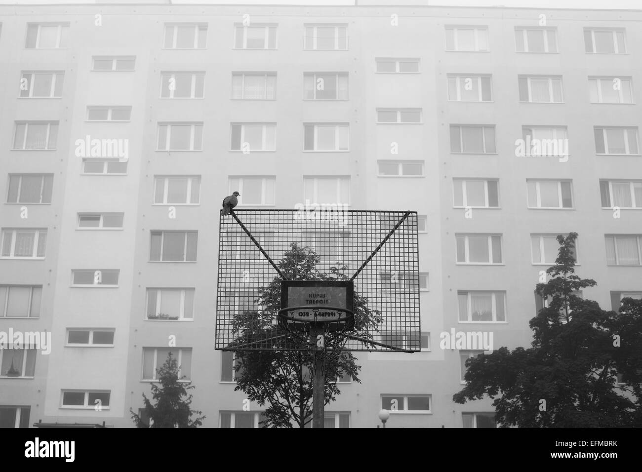 Bird on a basketball court Stock Photo - Alamy