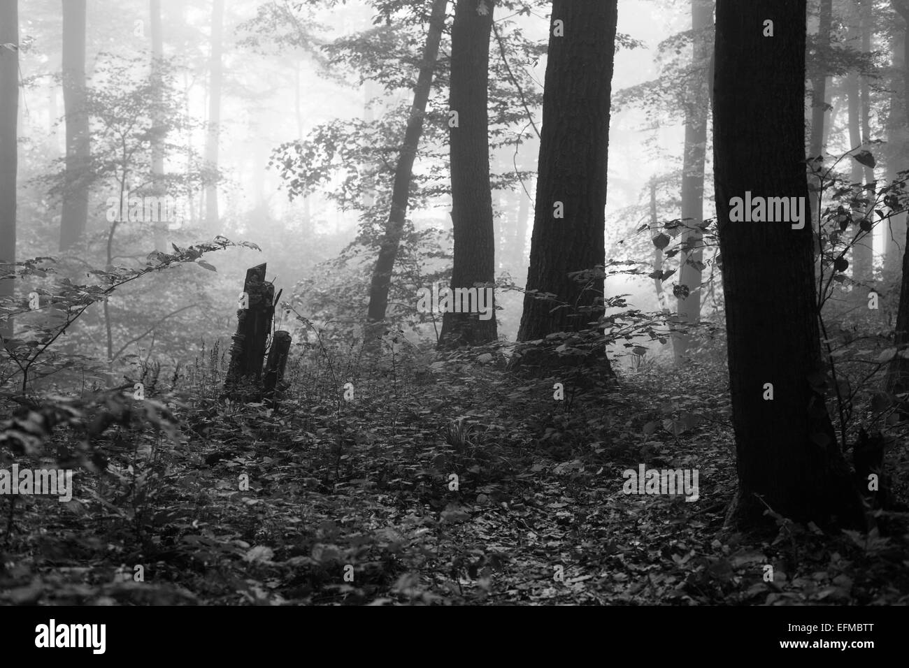gray forest in the mist Stock Photo - Alamy