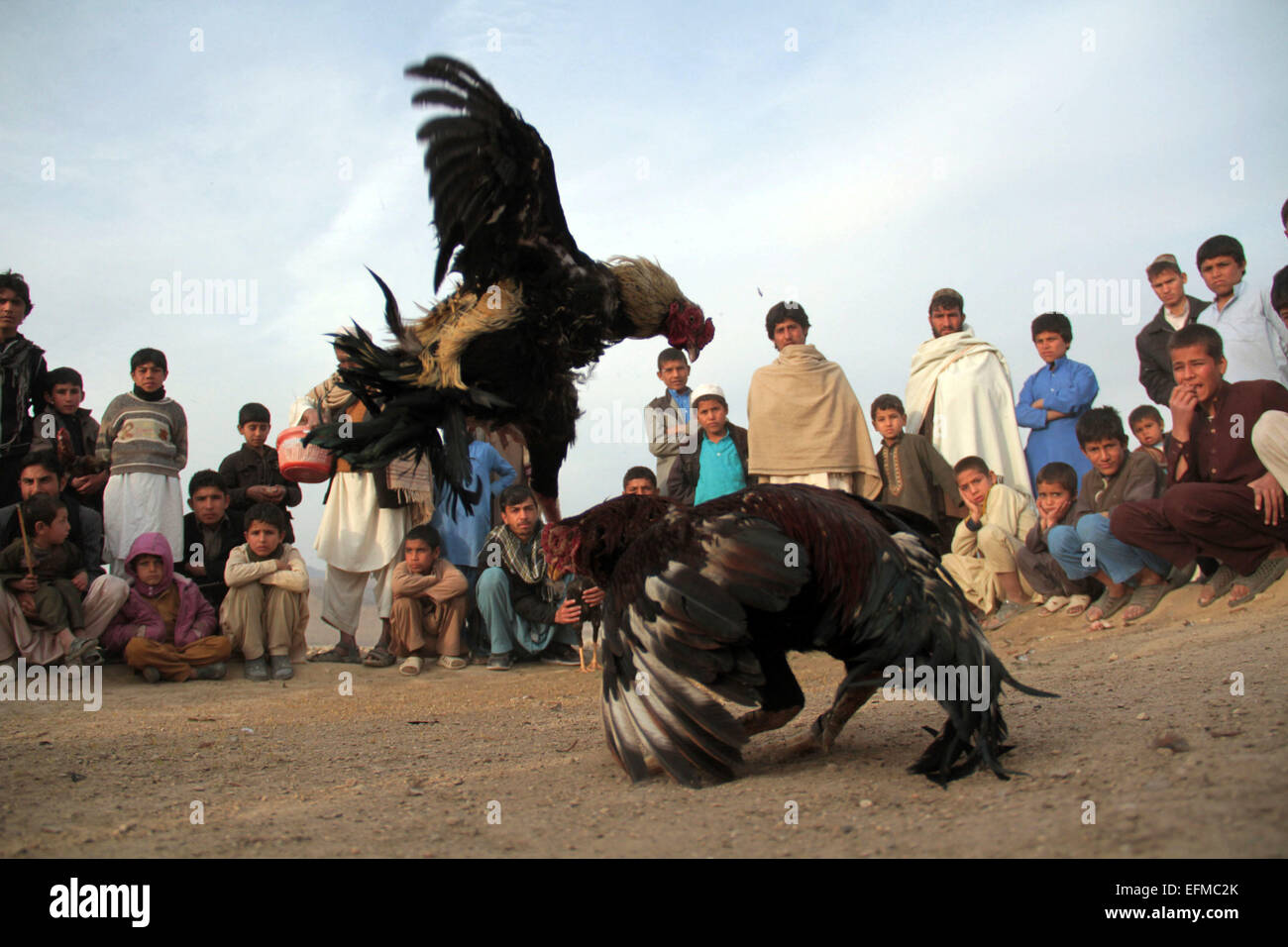 Nangarhar, Afghanistan. 6th Feb, 2015. Afghans watch roosters fight in ...