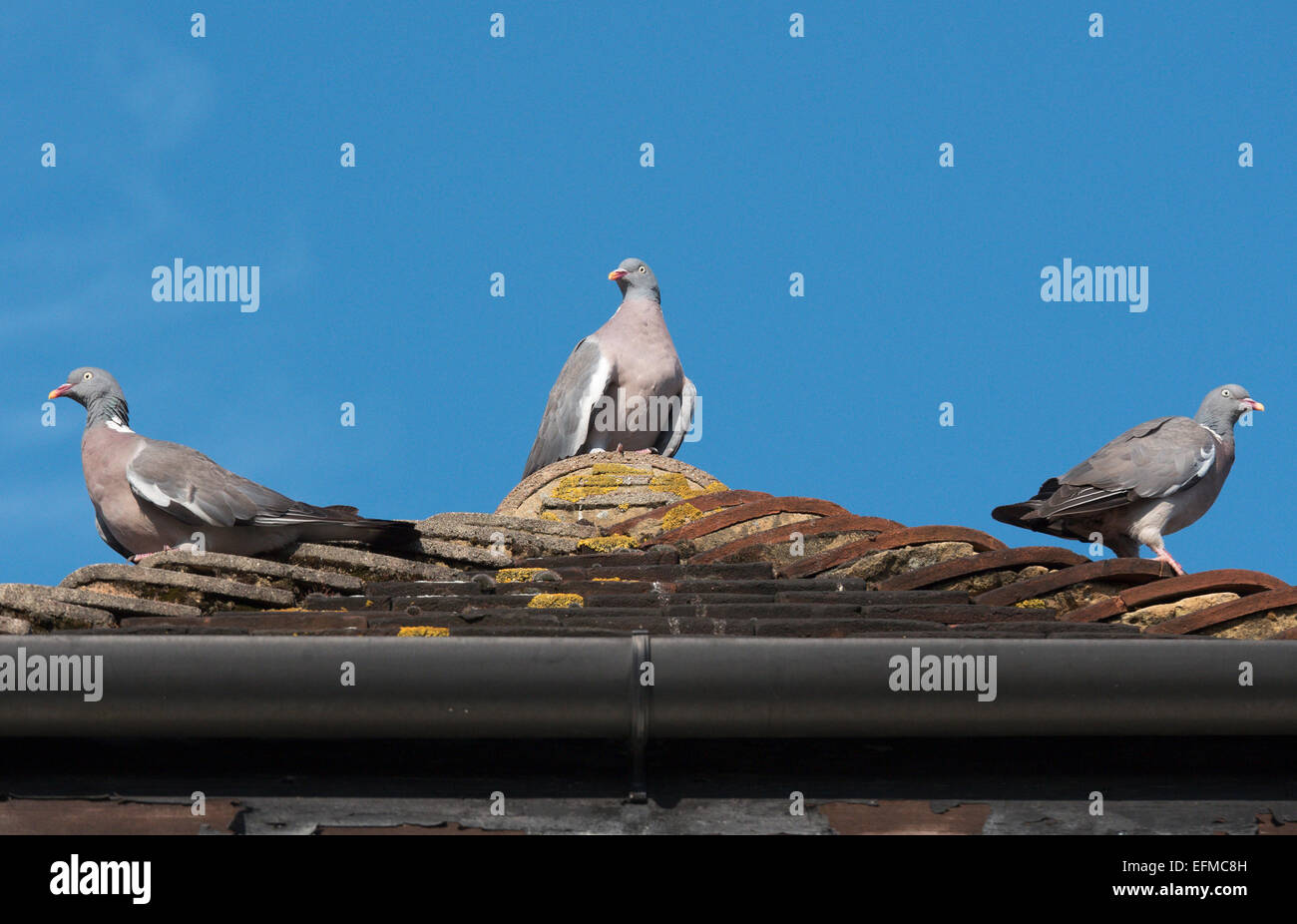Three pigeons an a roof make a pictorial scenario as they look in ...