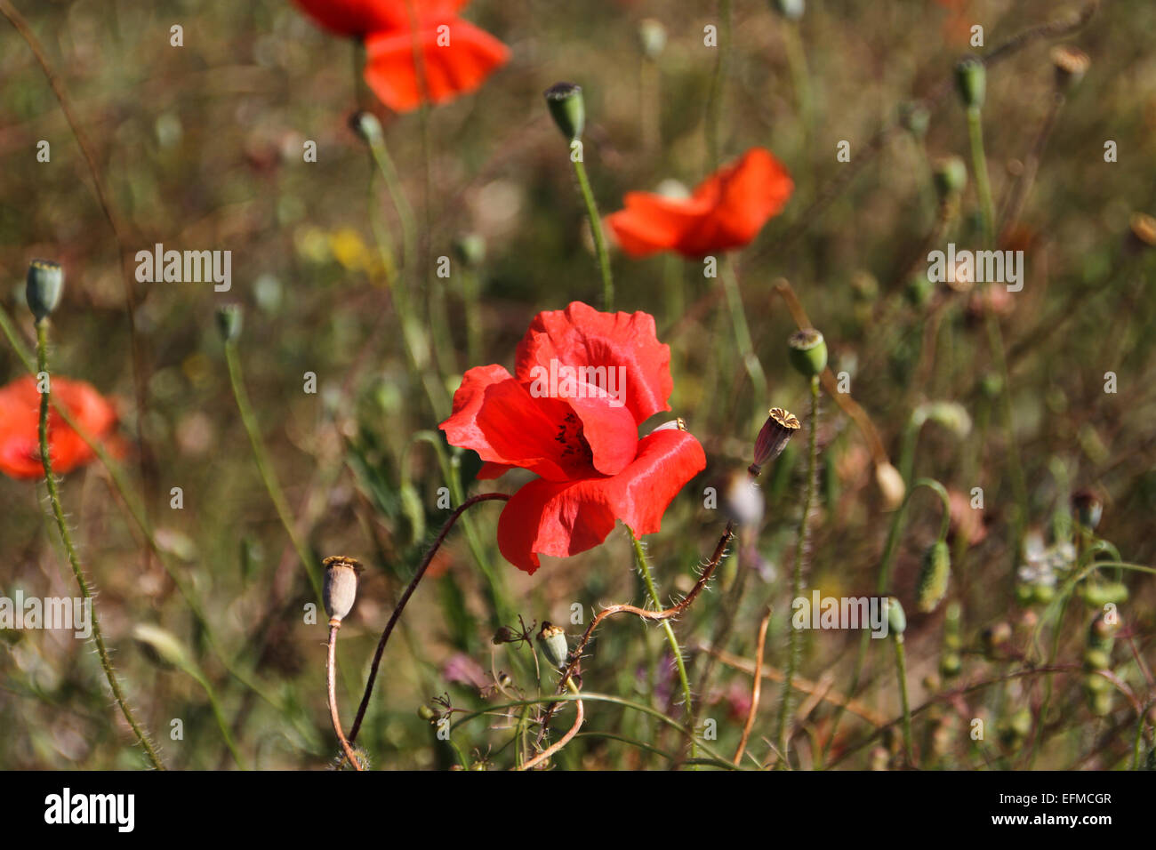 Flowers red poppies Stock Photo - Alamy