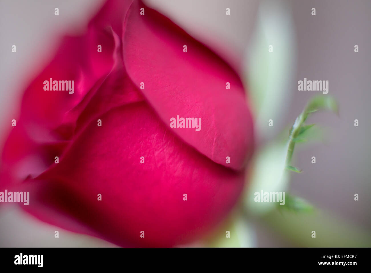 Dreamy Red Rose Stock Photo - Alamy