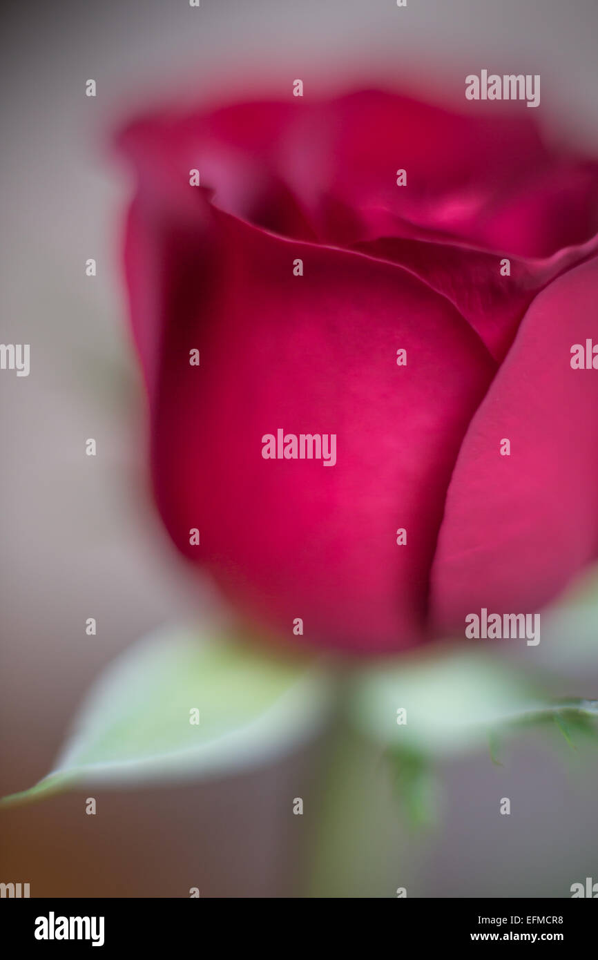 Dreamy Red Rose Stock Photo - Alamy