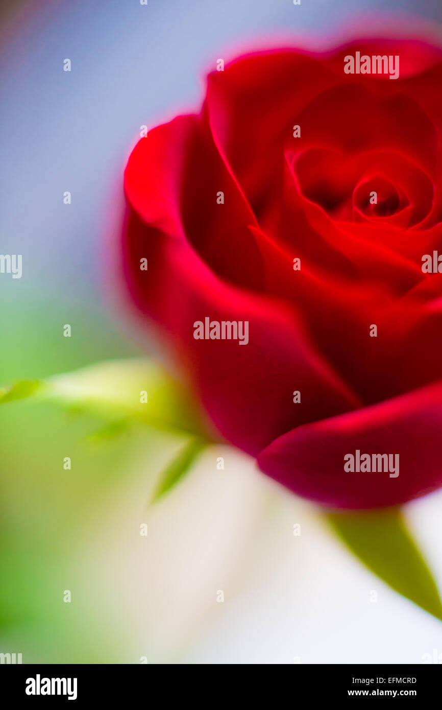 Dreamy Red Rose Stock Photo - Alamy