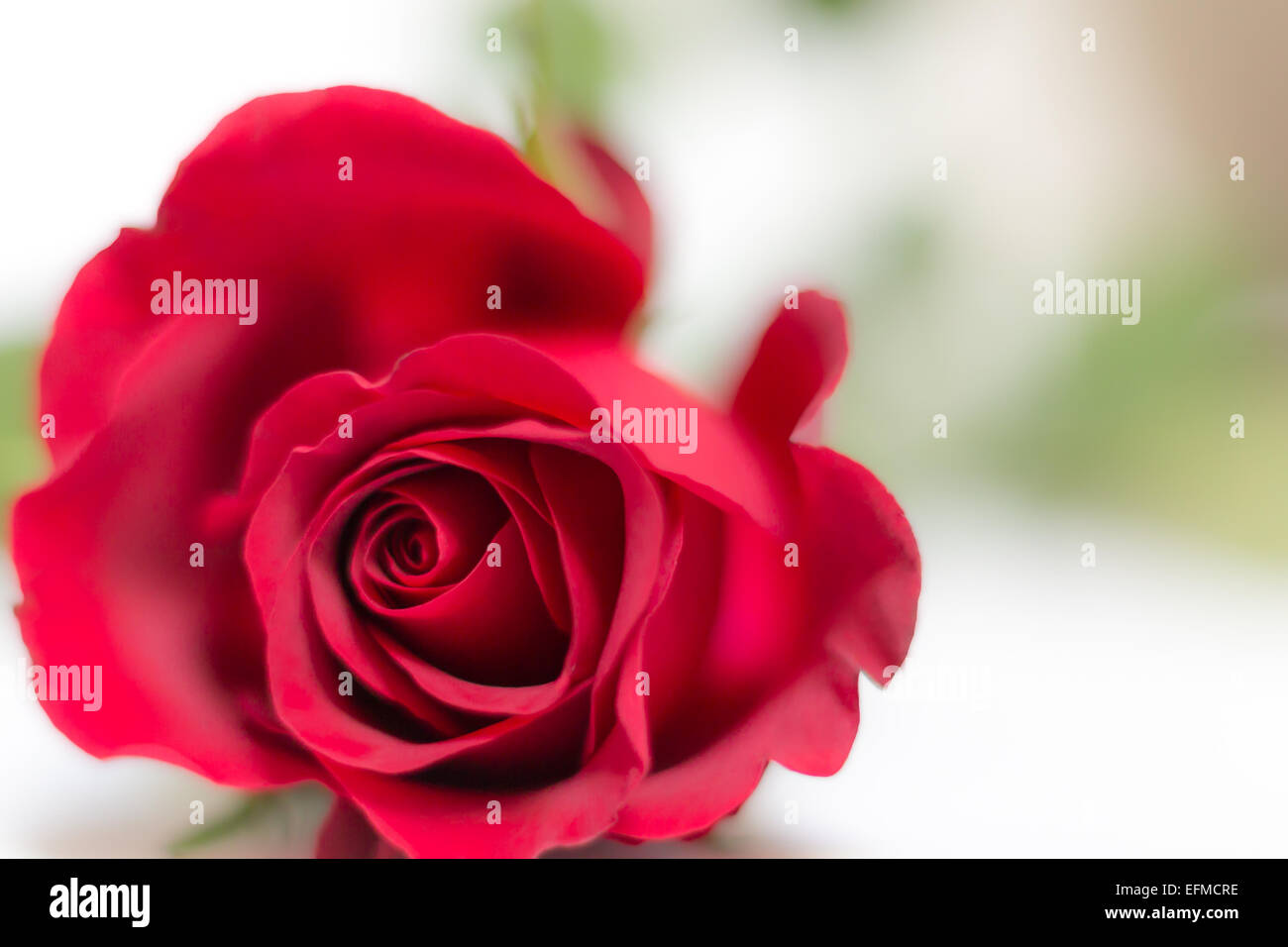 Dreamy Red Rose Stock Photo - Alamy