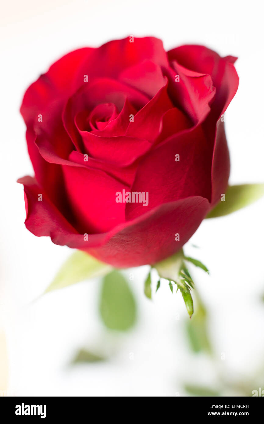 Dreamy Red Rose Stock Photo - Alamy
