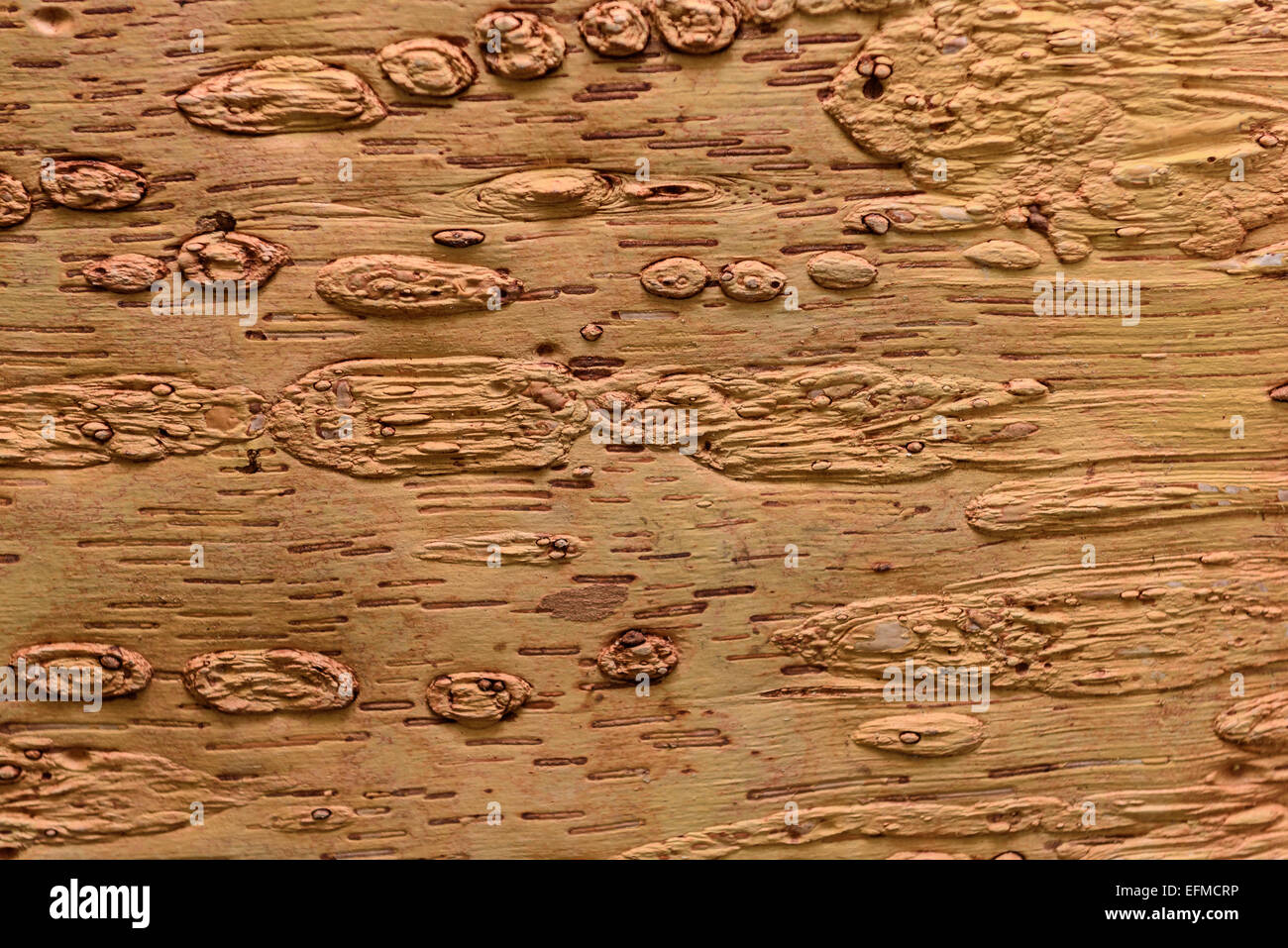 Birch Bark Texture Stock Photo - Alamy