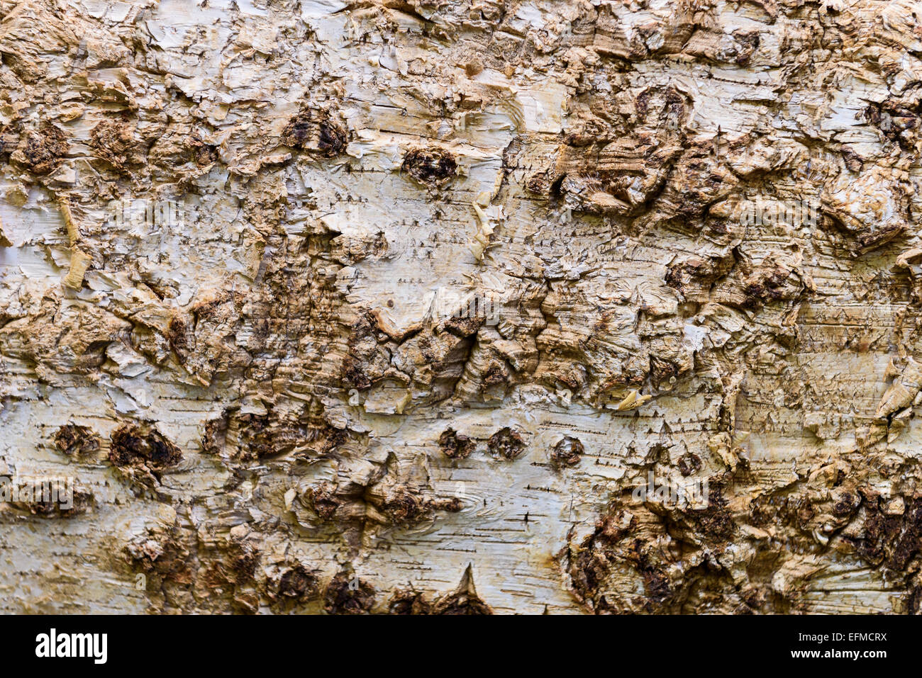 Birch Bark Texture Stock Photo - Alamy