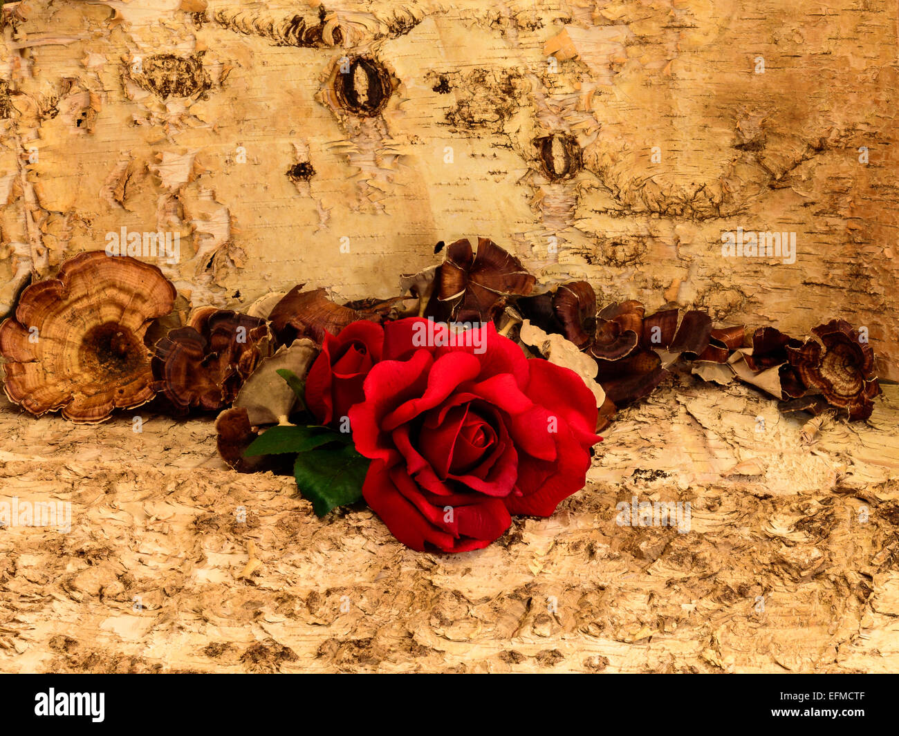 The beauty of contrast hi-res stock photography and images - Alamy