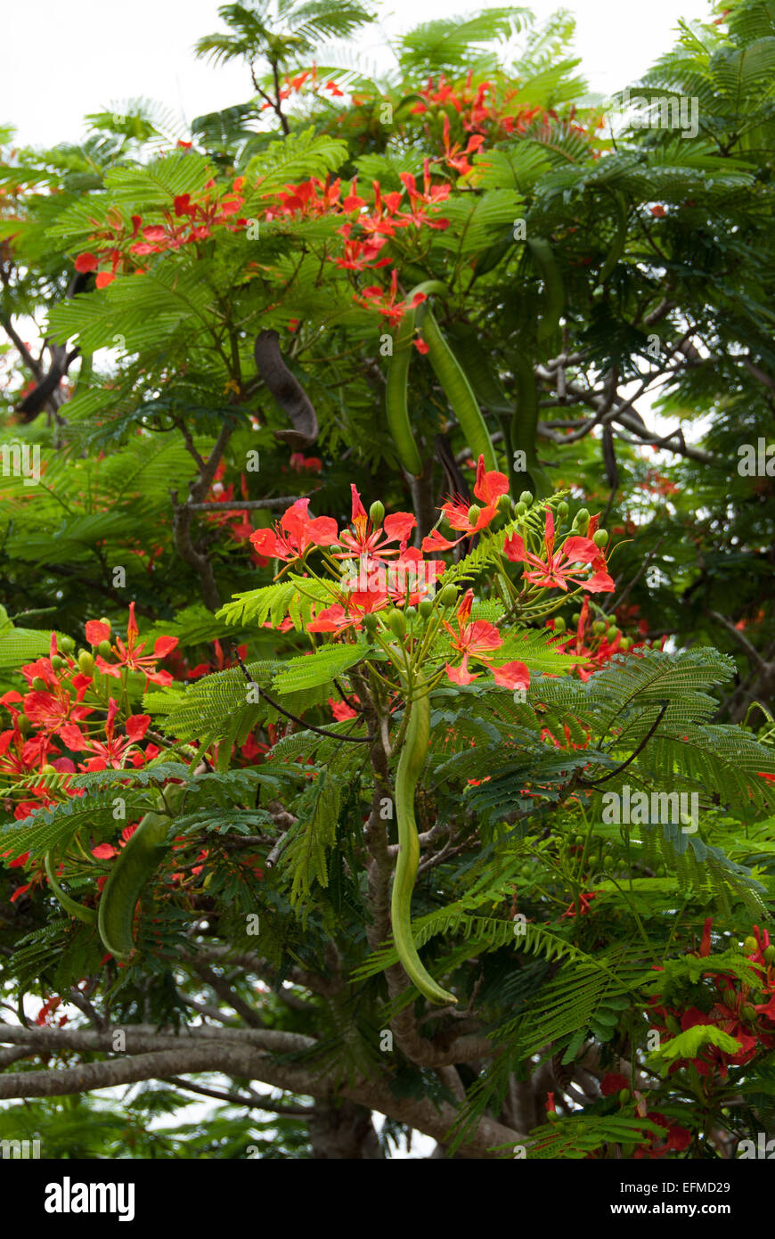 Red brazilian tree fern hi-res stock photography and images - Alamy