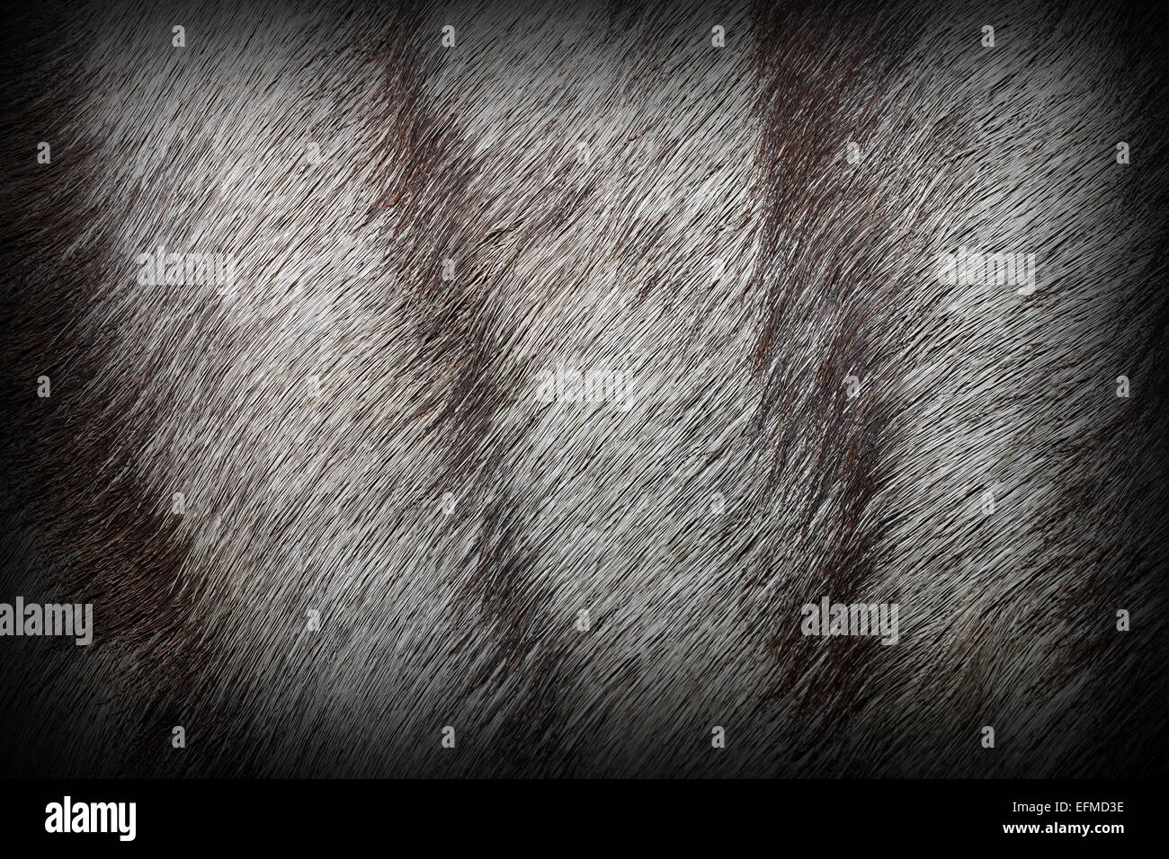african antelope fur, real texture with vignette Stock Photo - Alamy