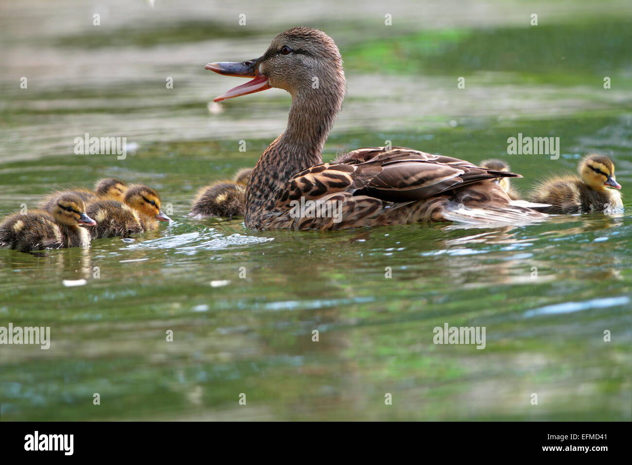 Female Mallard Duck Quacking