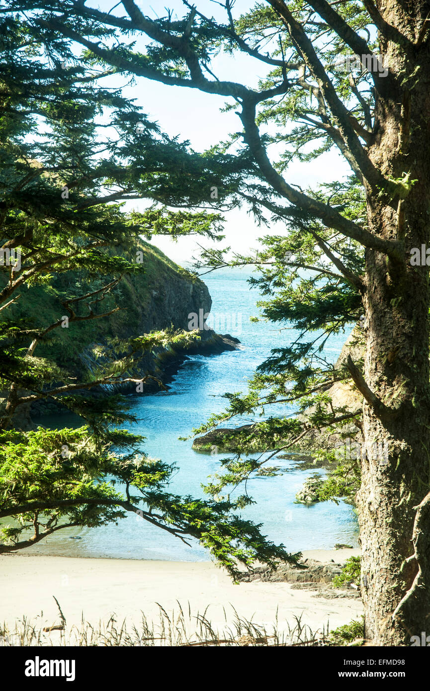 Looking through trees at a beach along the Oregon coast line Stock ...
