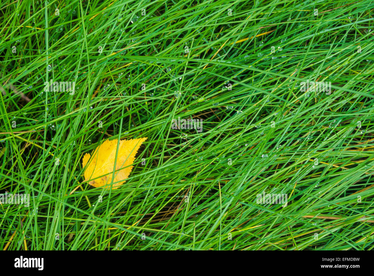 August winter hi-res stock photography and images - Alamy