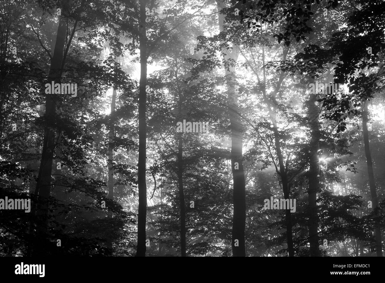 Forest in the morning with the light passing through Stock Photo - Alamy