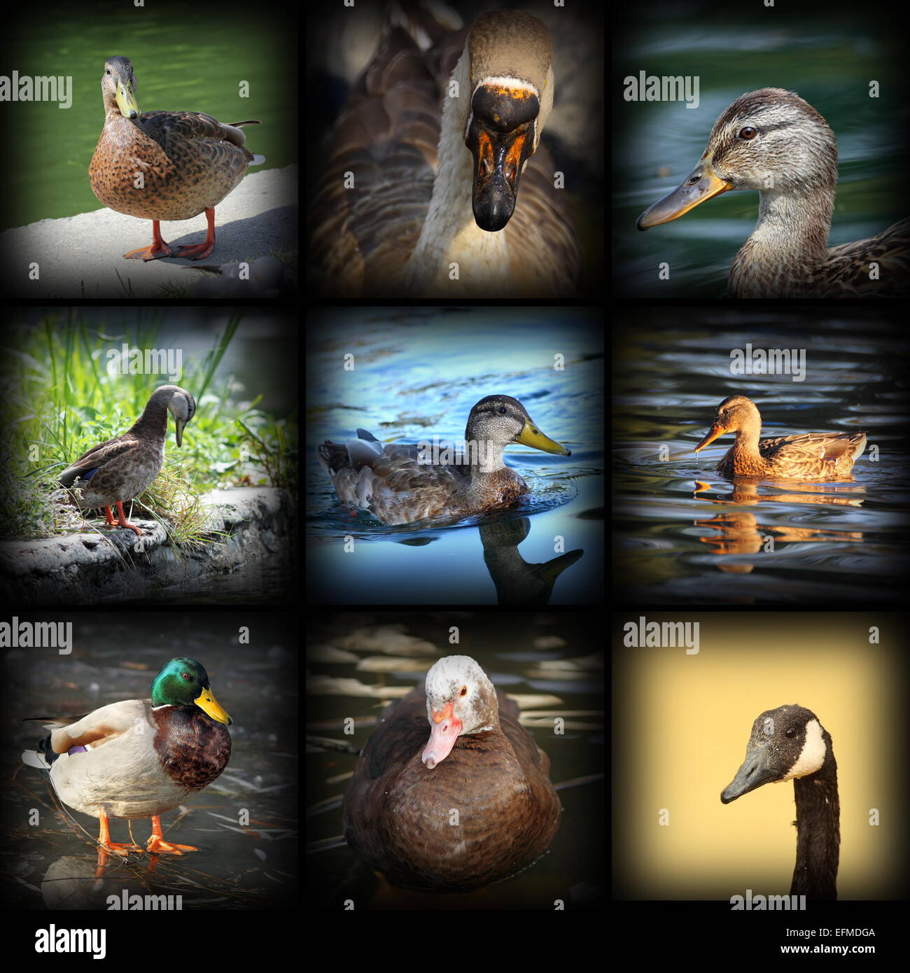 collection of images with water birds Stock Photo - Alamy