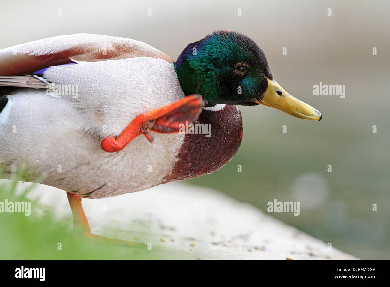 wild duck ( mallard duck, anas platyrhynchos ) scratching its head ...