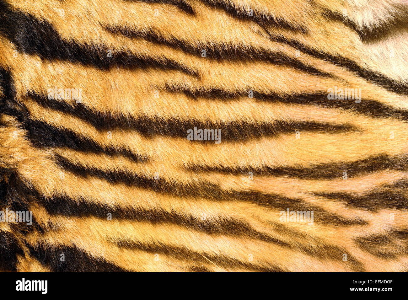Black Tiger Pelt