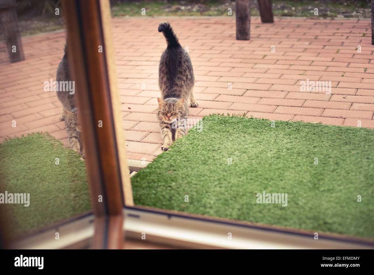 Cute cat stretching hi-res stock photography and images - Alamy