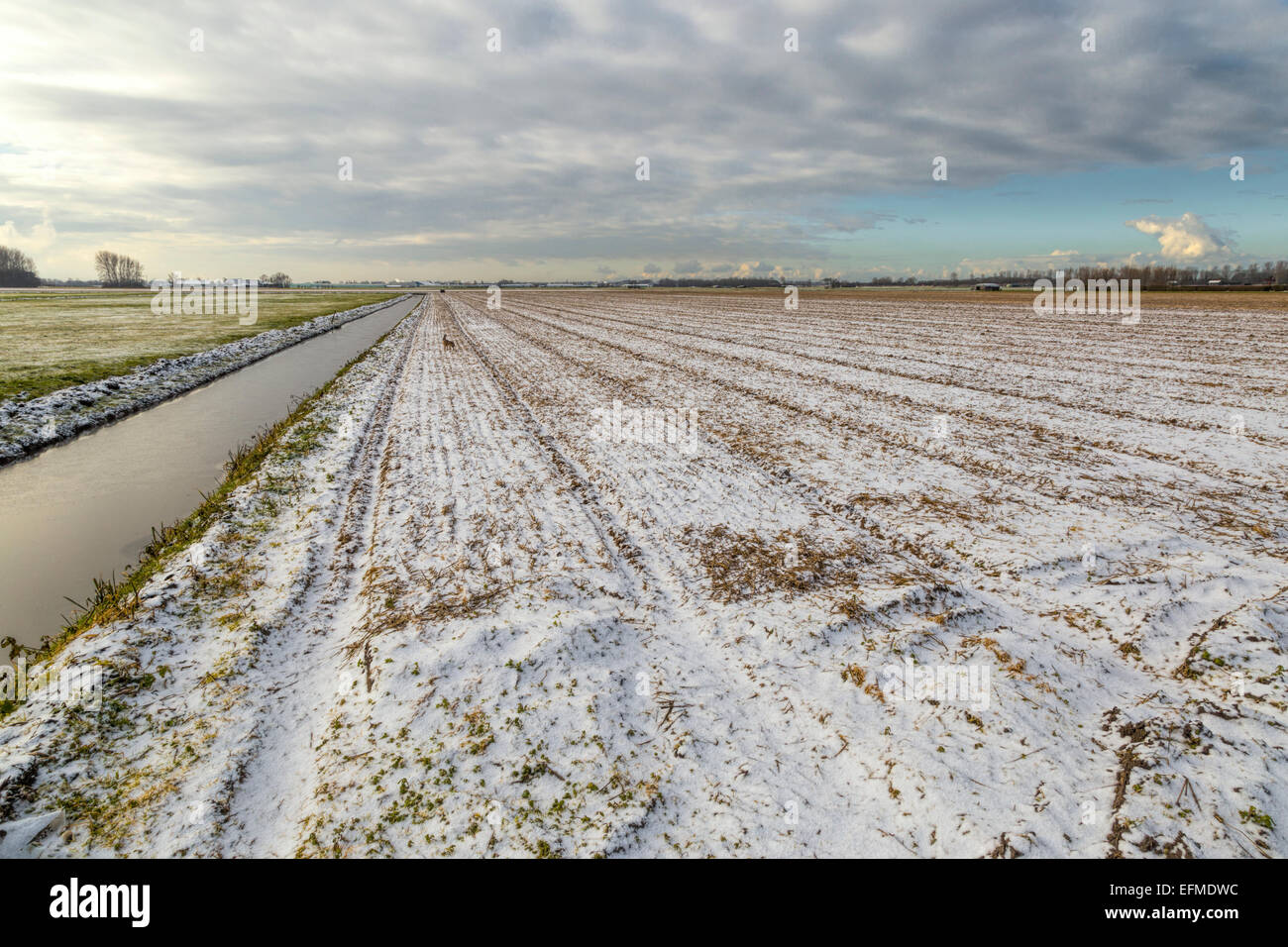 Bulb fields in winter awaiting spring, covered by straw and a layer of ...