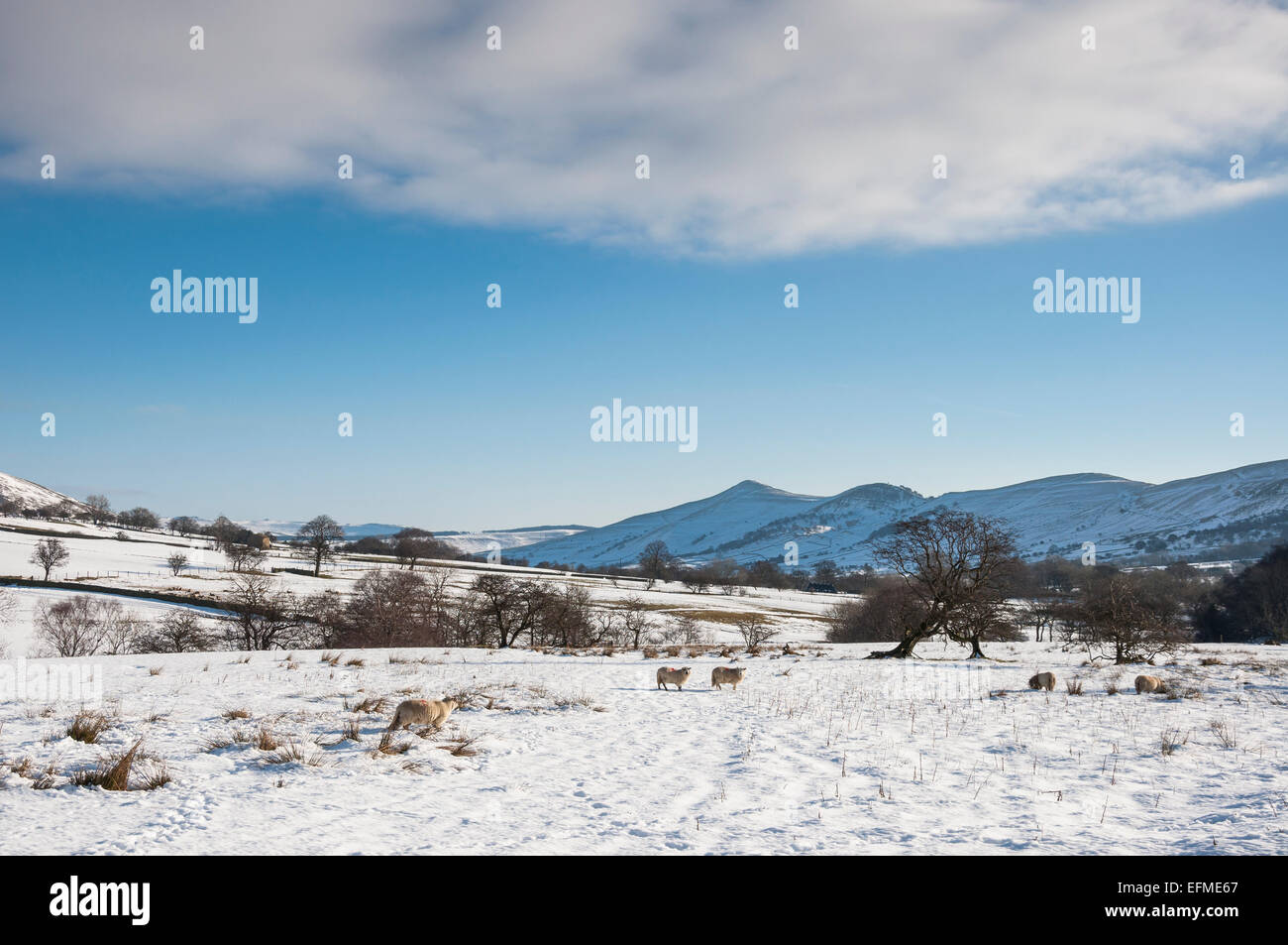 Rural winter scene of sheep in a snowy field in the vale of Edale ...