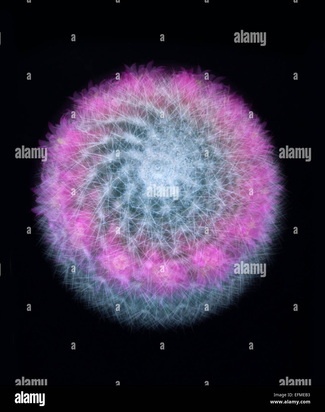 Mammillaria matudae hi-res stock photography and images - Alamy